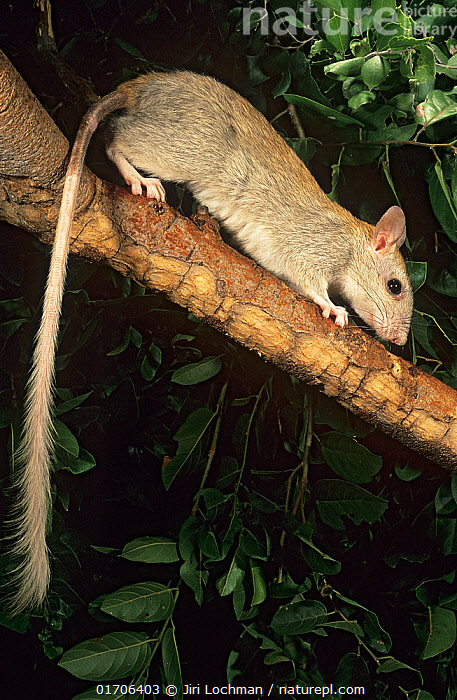 Stock photo of Golden-backed tree-rat (Mesembriomys macrurus) moving ...