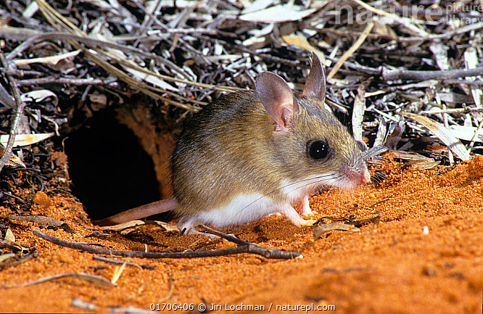 Stock photo of Spinifex hopping mouse (Notomys alexis) at entrance of ...