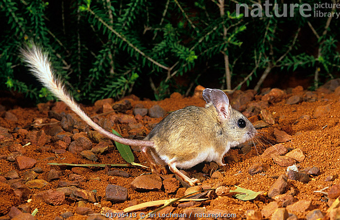 Stock photo of Mitchell's hopping mouse (Notomys mitchellii) portrait ...