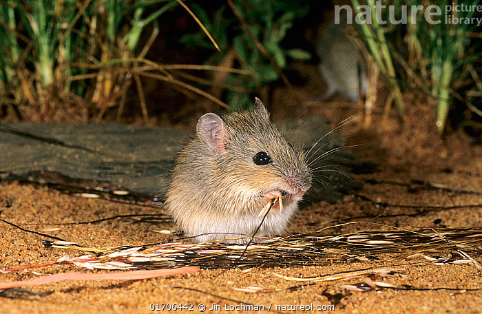 Stock photo of Western chestnut mouse (Pseudomys nanus) feeding on ...