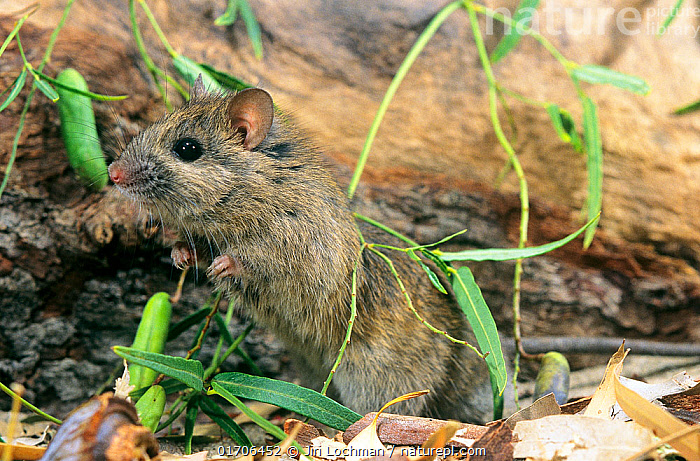 Stock photo of Western bush rat (Rattus fuscipes fuscipes) standing on ...