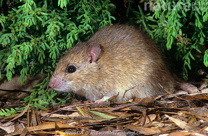 Stock photo of Pale field rat (Rattus tunneyi) portrait, This is a ...