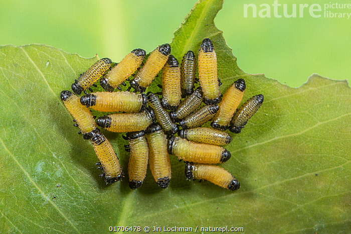 Stock photo of Sawfly larvae, also known as spitfire grub, in early ...