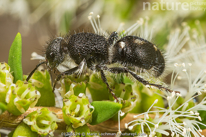 Stock photo of Velvet ant (Ephutomorpha sp.) wingless female wasp ...