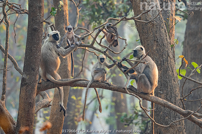 Stock photo of Grey langurs (Semnopithecus entellus) family group ...