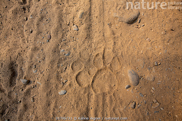 Stock photo of Bengal tiger (Panthera tigris tigris) footprints on ...