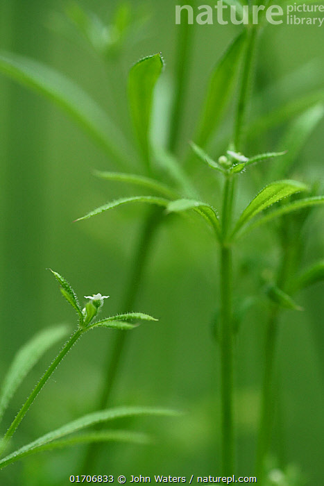 Stock photo of Cleavers (Galium aparine), with few tiny white flowers ...