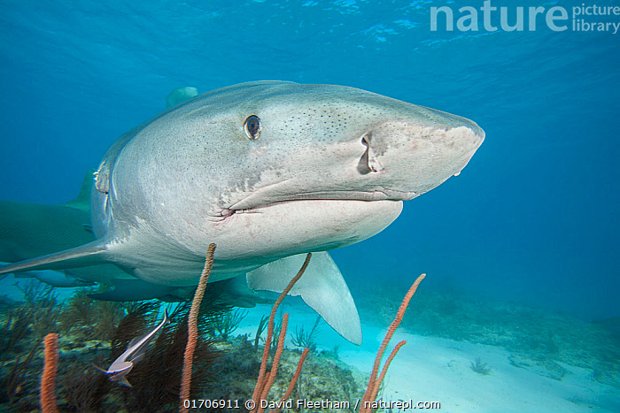 Stock photo of Tiger shark (Galeocerdo cuvier) swimming in shallow ...