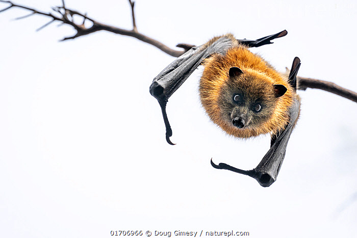 Stock photo of Grey-headed flying-fox bat (Pteropus poliocephalus ...