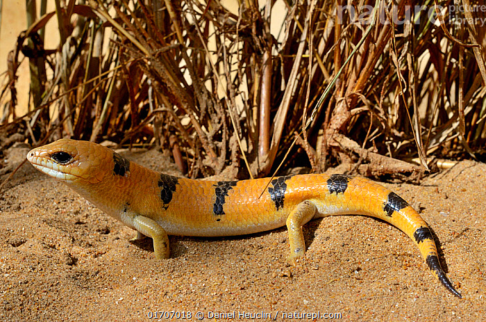 Stock photo of Peters' Banded Skink (Scincopus fasciatus), from Libya ...