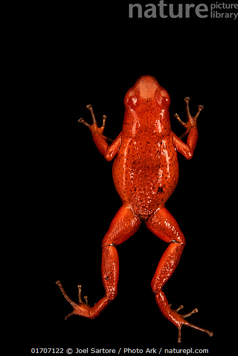 Stock photo of Strawberry poison frog (Oophaga pumilio) 'Puerto Viejo ...