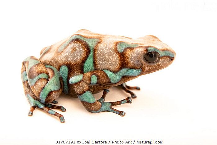 Stock photo of Highland bronze green-and-black poison dart frog ...