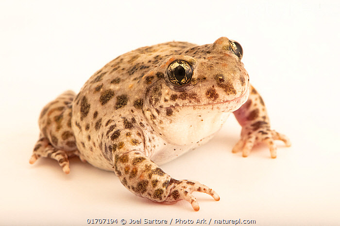 Stock photo of Moroccan midwife toad (Alytes maurus) portrait, Josh ...