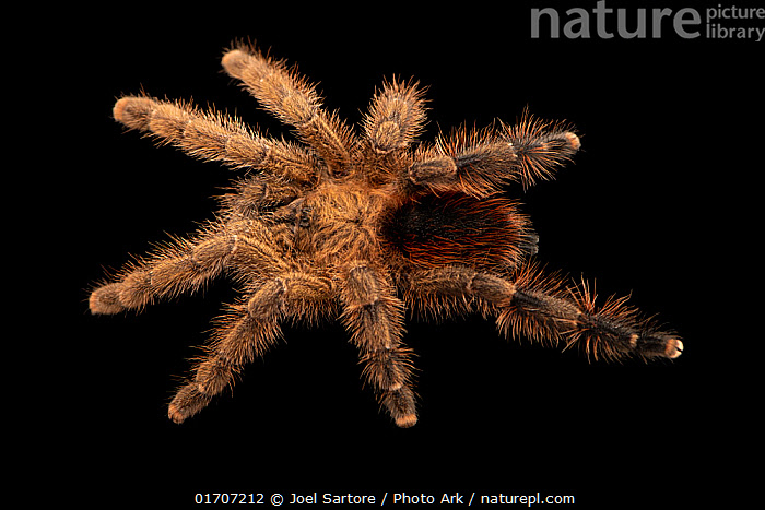 Stock photo of Tarapoto pinktoe tarantula (Avicularia merianae ...