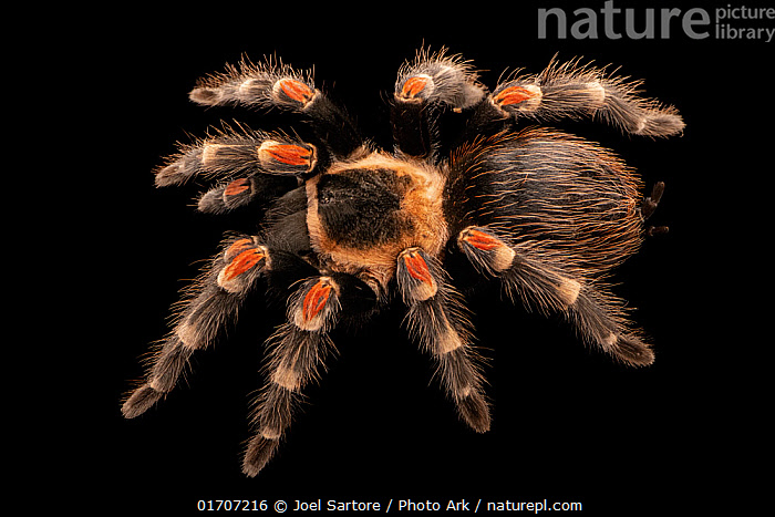 Stock photo of Mexican flameknee tarantula (Brachypelma auratum ...