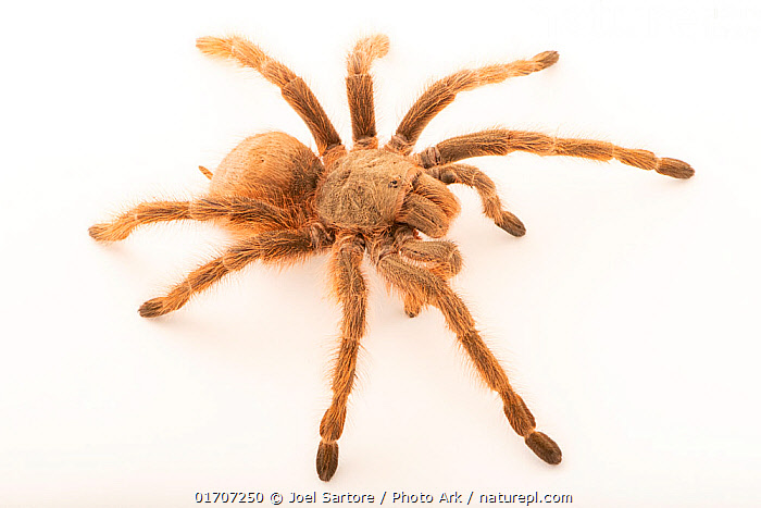 Stock photo of Brazilian giant blonde tarantula (Nhandu tripepii ...