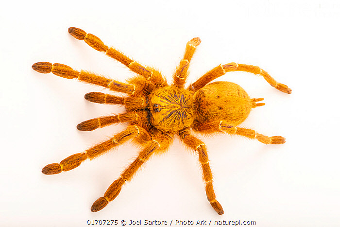 Stock photo of Usambara golden sunburst tarantula (Pterinochilus ...