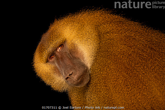 Baboon Face Stock Photo Of Guinea Baboon (Papio Papio) Male, Looking