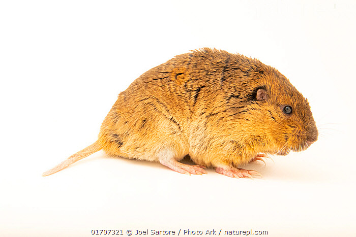 Stock photo of Botta's pocket gopher (Thomomys bottae robustus) portait ...