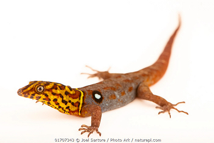Stock photo of Eyespot gecko (Gonatodes ocellatus) male, portrait, Josh ...