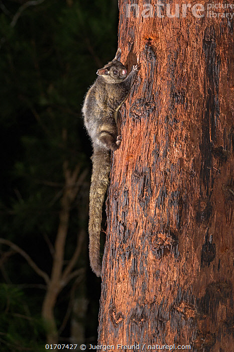 Stock photo of Yellow-bellied glider (Petaurus australis), nocturnal ...