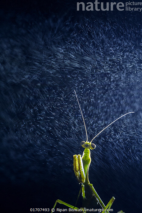 Stock photo of Praying mantis (Mantidae) with water vapour from cloud ...