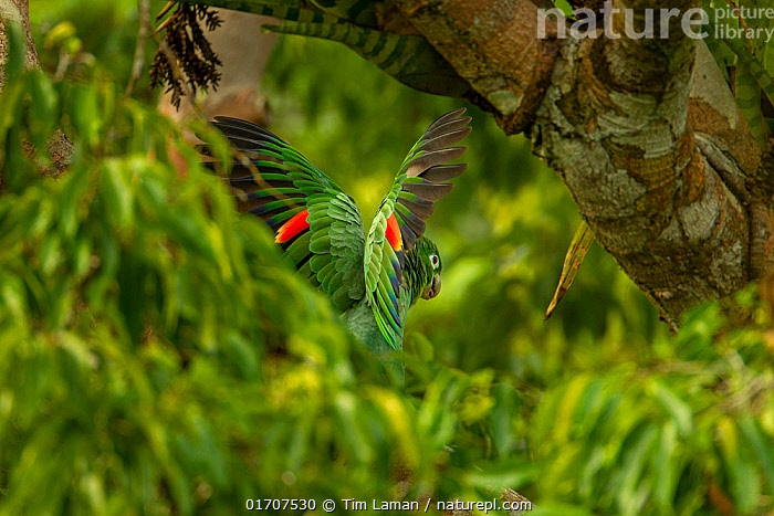 Stock photo of Mealy Amazon parrot (Amazona farinosa) in flight through ...