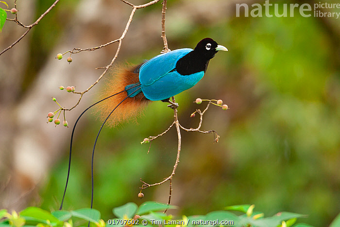 Stock photo of Blue bird of paradise (Paradisaea rudolphi) male ...
