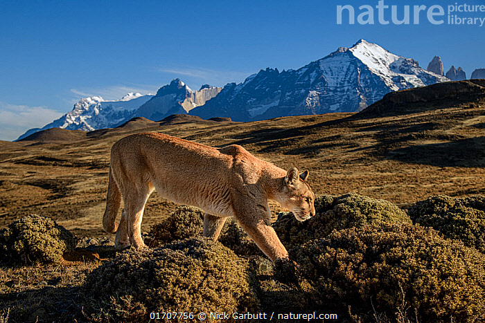 Stock photo of Puma (Puma concolor) female, walking in front of Torres ...
