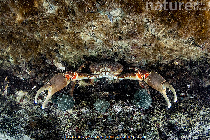 Stock photo of Channel clinging crab (Mithrax spinosissimus) hiding in ...