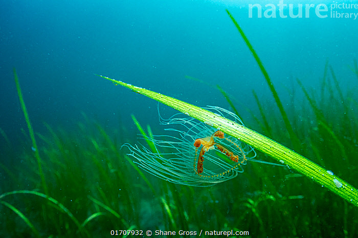 Stock photo of Clinging jellyfish (Gonionemus vertens) sticking to ...