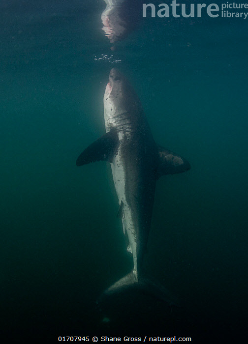 Stock photo of Salmon shark (Lamna ditropis) vertical near sea surface ...
