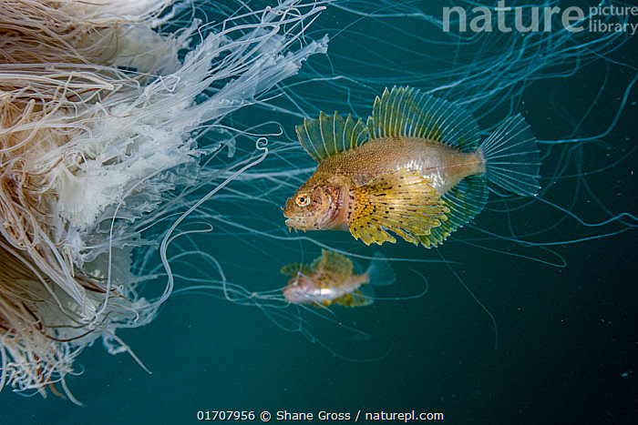 Stock photo of Lion's mane jellyfish (Cyanea capillata) with commensal ...
