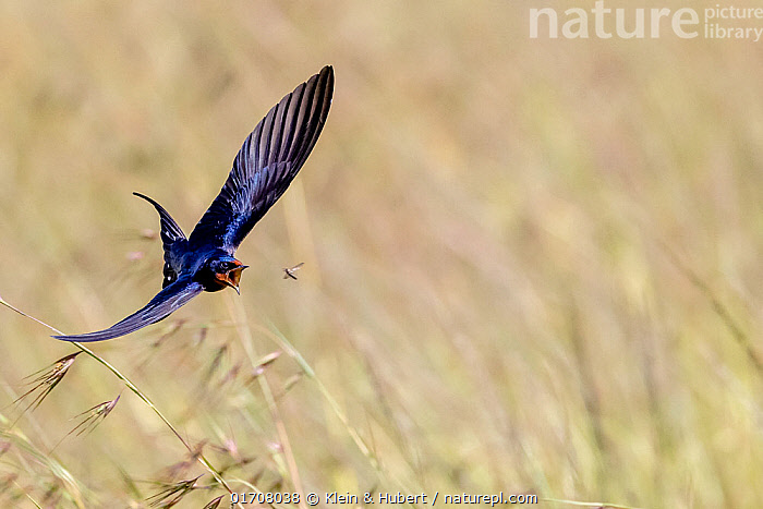 Stock photo of Swallow (Hirundo rustica) in flight chasing a Tsetse fly ...