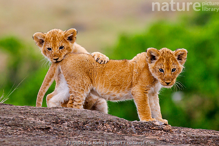Stock photo of Two Lion (Panthera leo leo) cubs, aged two months ...