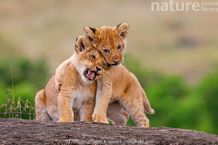 Stock photo of Two Lion (Panthera leo leo) cubs, aged two months ...