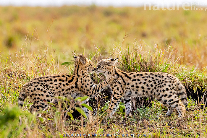 Stock photo of Two Serval (Leptailurus serval) cubs, aged 4 months ...