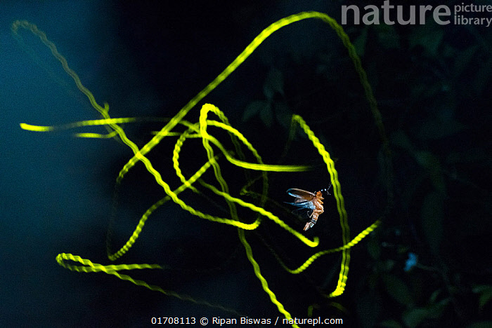 Stock photo of Common Eastern firefly (Photinus pyralis) in flight at ...