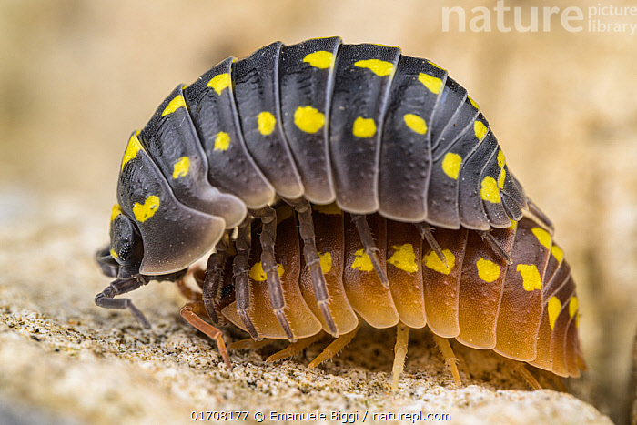 Stock photo of Two Land isopods (Armadillidium gestroi) mating on a ...