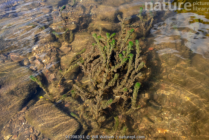Stock photo of Spiked water milfoil (Myriophyllum spicatum) covered ...