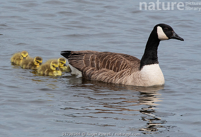 Stock photo of Canada goose (Branta canadensis) female, leading brood ...