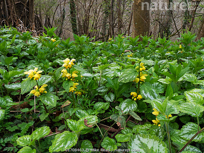 Stock photo of Yellow archangel (Lamiastrum galeobdolon argentatum ...