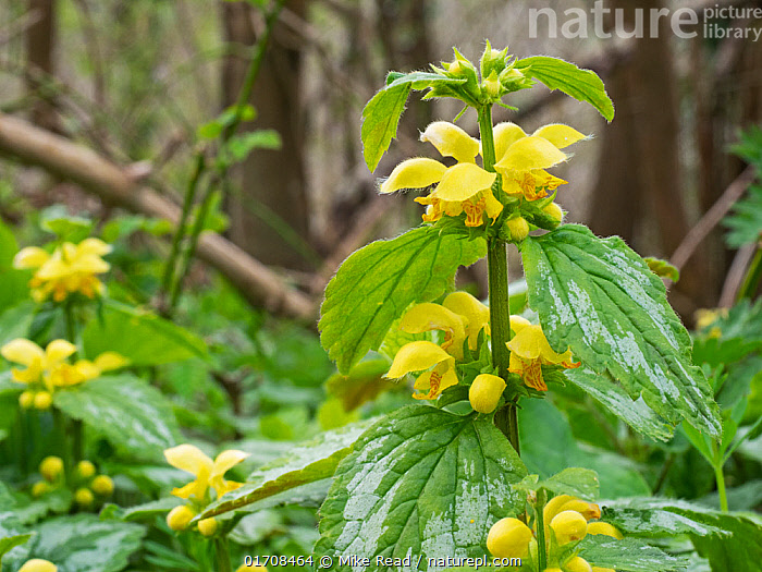 Stock photo of Yellow archangel (Lamiastrum galeobdolon argentatum ...