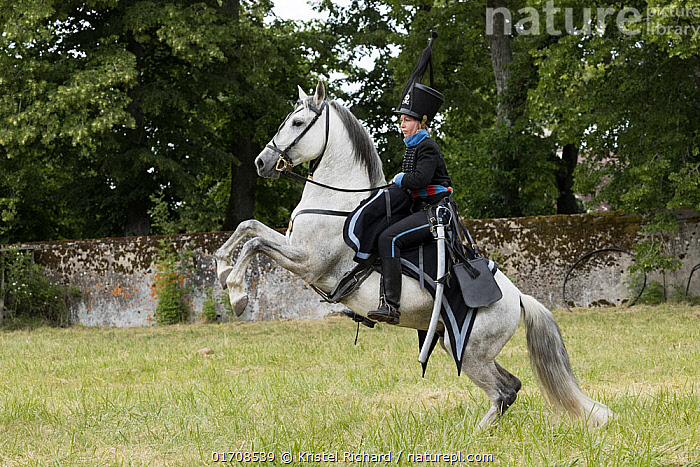 Stock photo of Man mounted on Lusitano horse, stallion, doing levade ...
