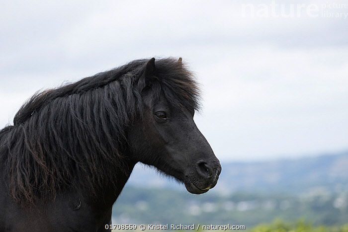 Stock photo of Dartmoor pony (Equus ferus caballus), endangered rare ...