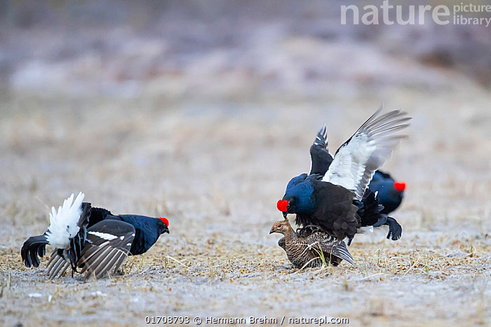 Stock photo of Pair of Black grouse (Tetrao tetrix) mating at a lek as ...