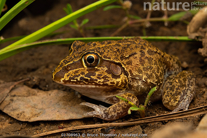 Stock photo of Eastern snapping frog (Cyclorana novaehollandiae) portrait, Dawson River ...
