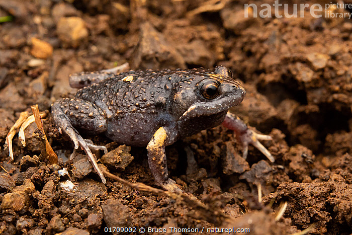 Stock photo of Dusky toadlet (Uperoleia fusca) crawling over muddy ...