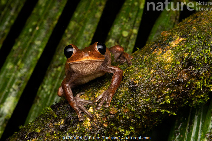 Stock photo of Australian lace-lid frog (Litoria dayi) female, hunting ...
