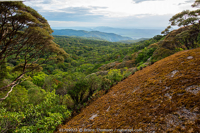 Stock photo of View across rainforest valley, Mount Lewis National Park ...
